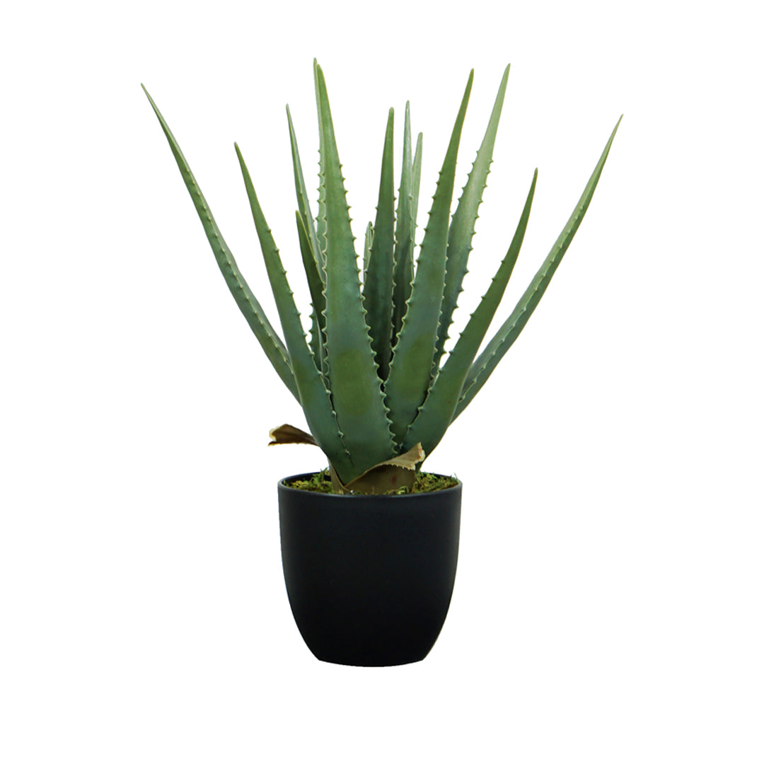 Aloe en Maceta-A46 – andorrahome