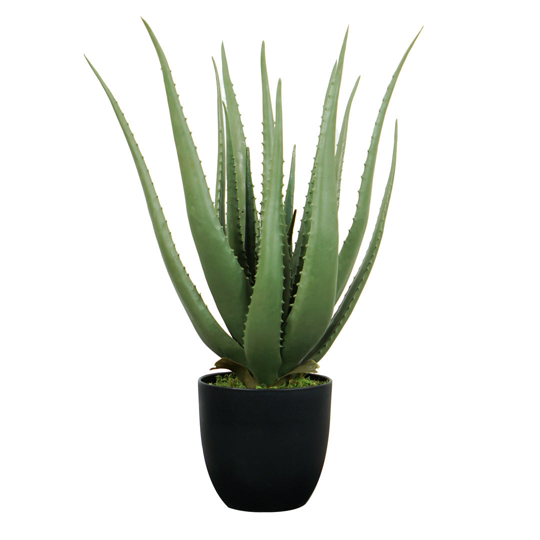 Aloe en Maceta-A66 – andorrahome